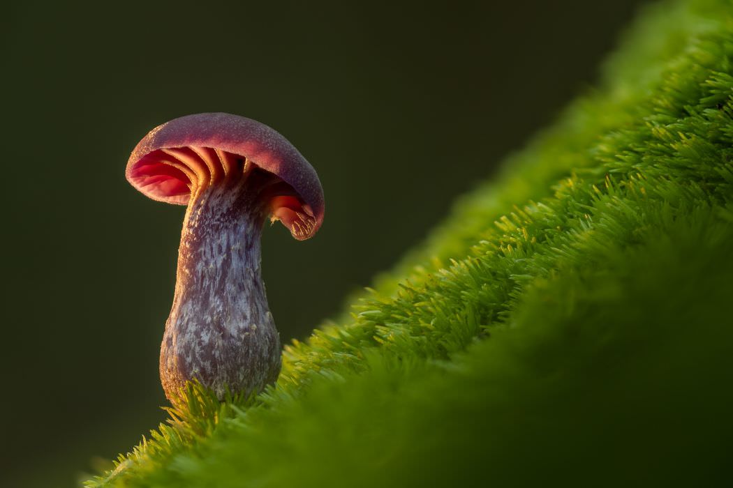 Amethyst Deceiver fungi (Laccaria amethystea), New Forest National Park ...