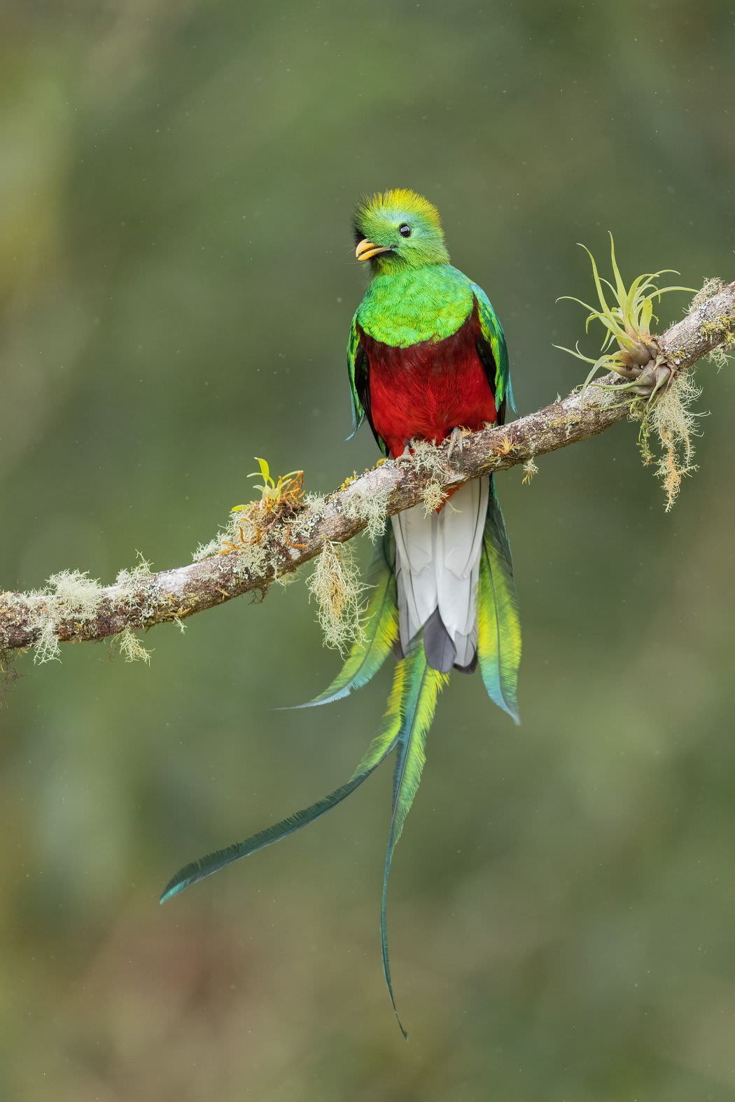 Resplendent Quetzal (Pharomachrus mocinno), Costa Rica