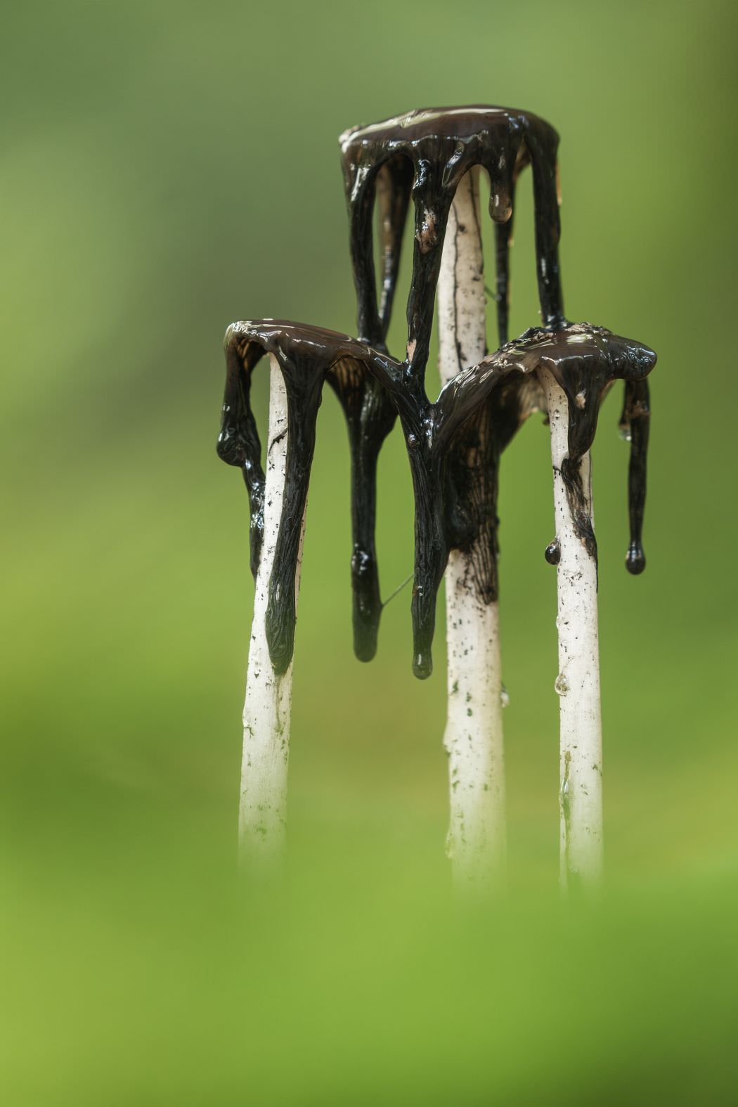 Magpie Inkcap (Coprinopsis picacea) with caps deliquescing, New Forest ...