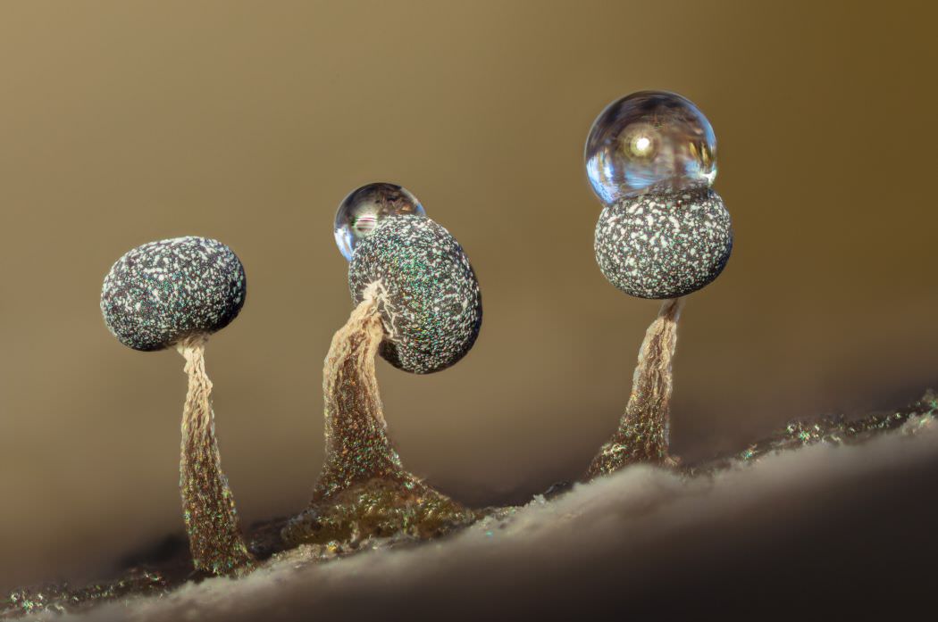 Physarum spp. Slime Mould, New Forest National Park, England