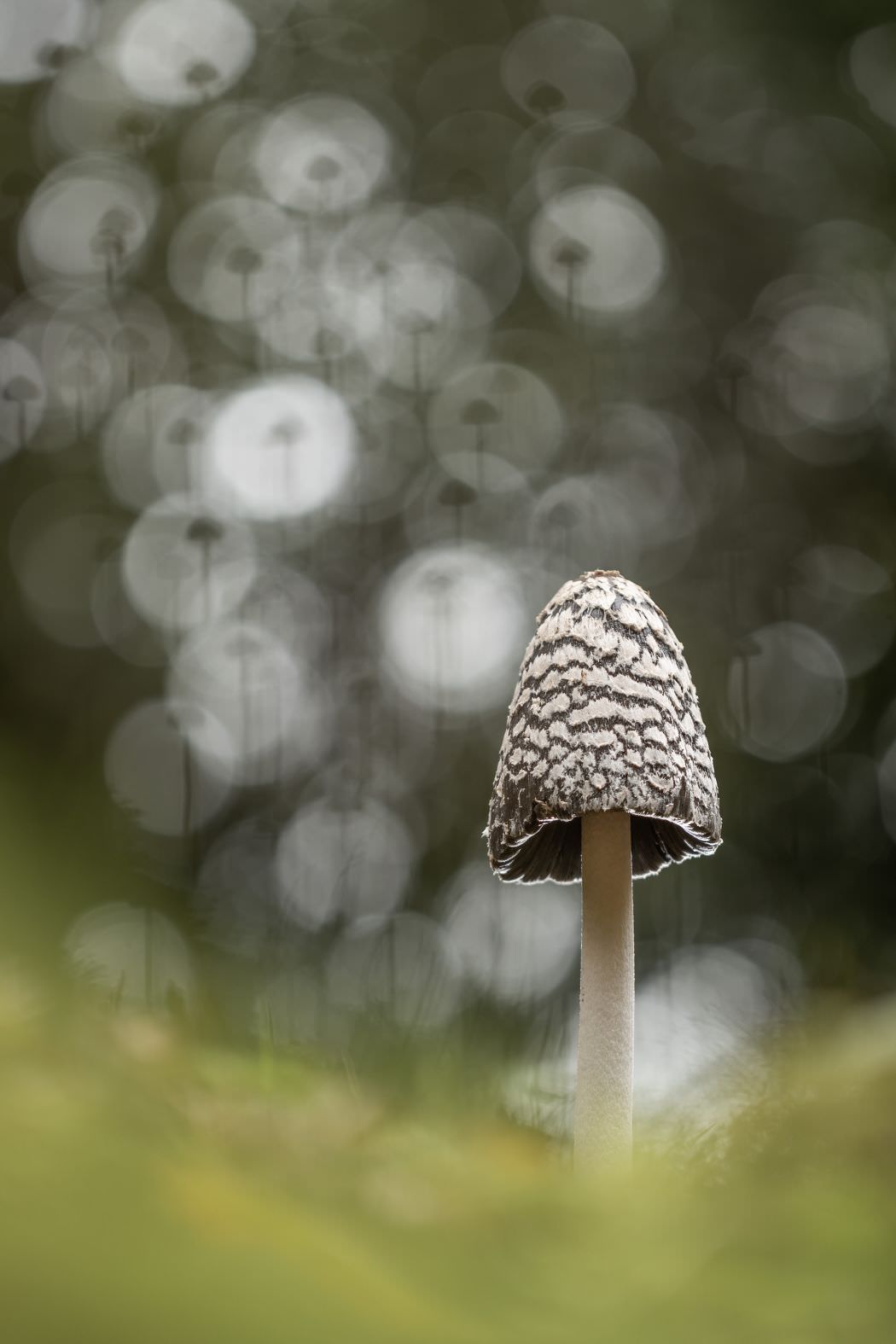 Magpie Inkcap (Coprinopsis picacea), New Forest, England