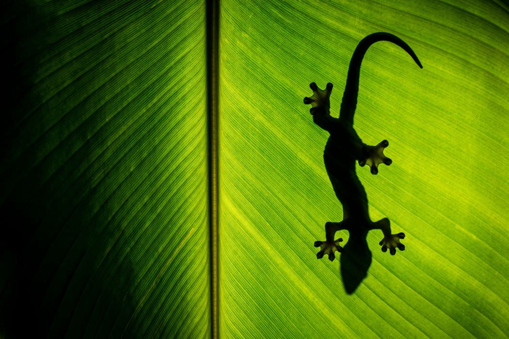 Turnip-tailed Gecko (Thecadactylus rapicauda), Costa Rica