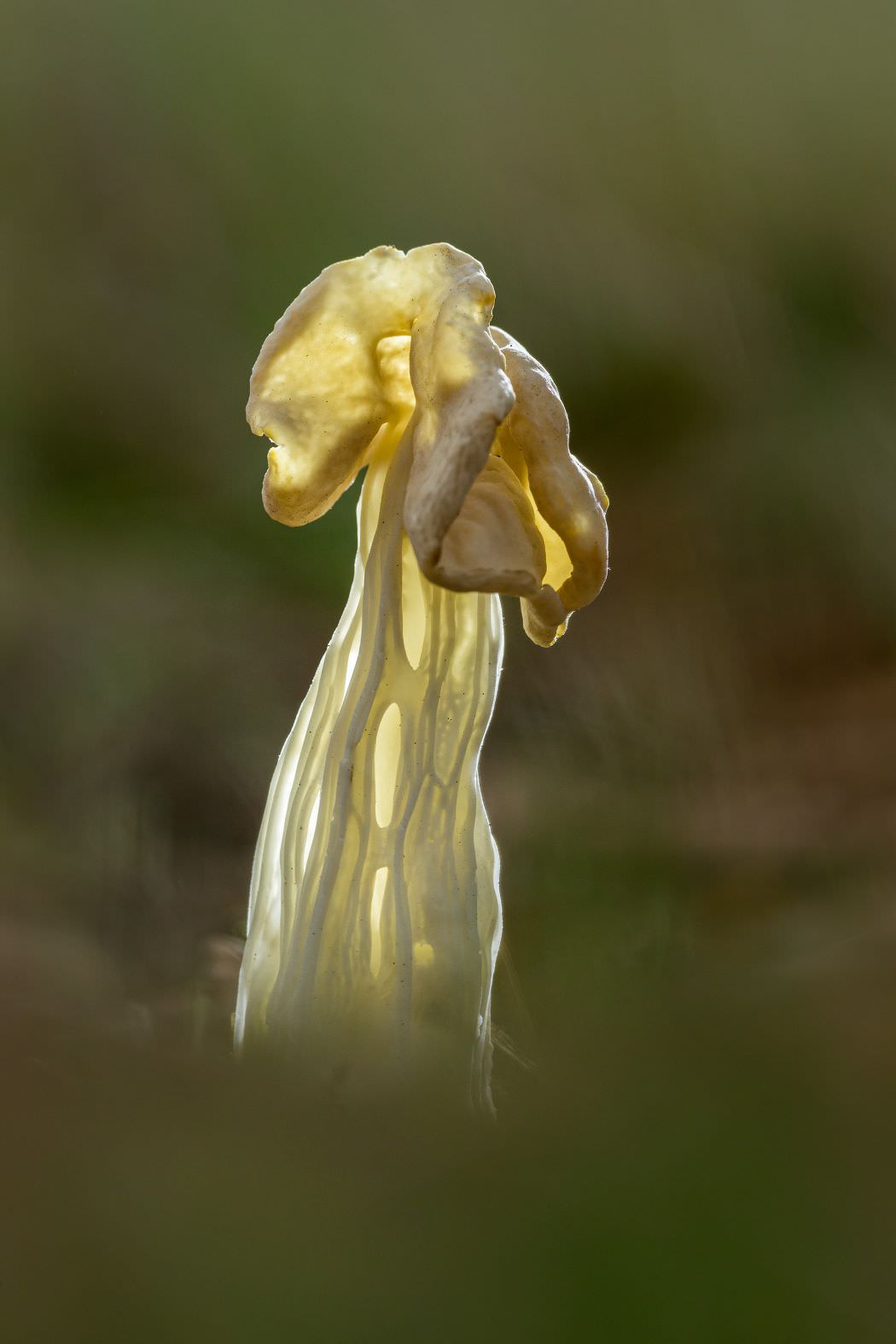 White Saddle (Helvella crispa), Wimborne, Dorset, England, UK