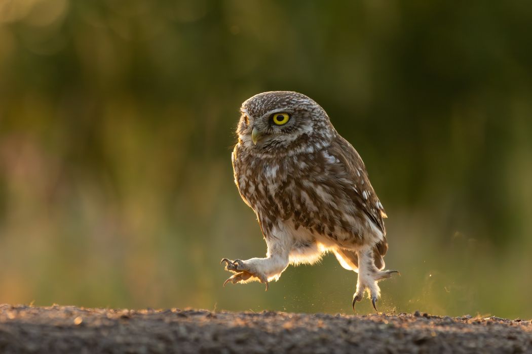 Little Owl (Athene noctua) hunting beetles, Bulgaria