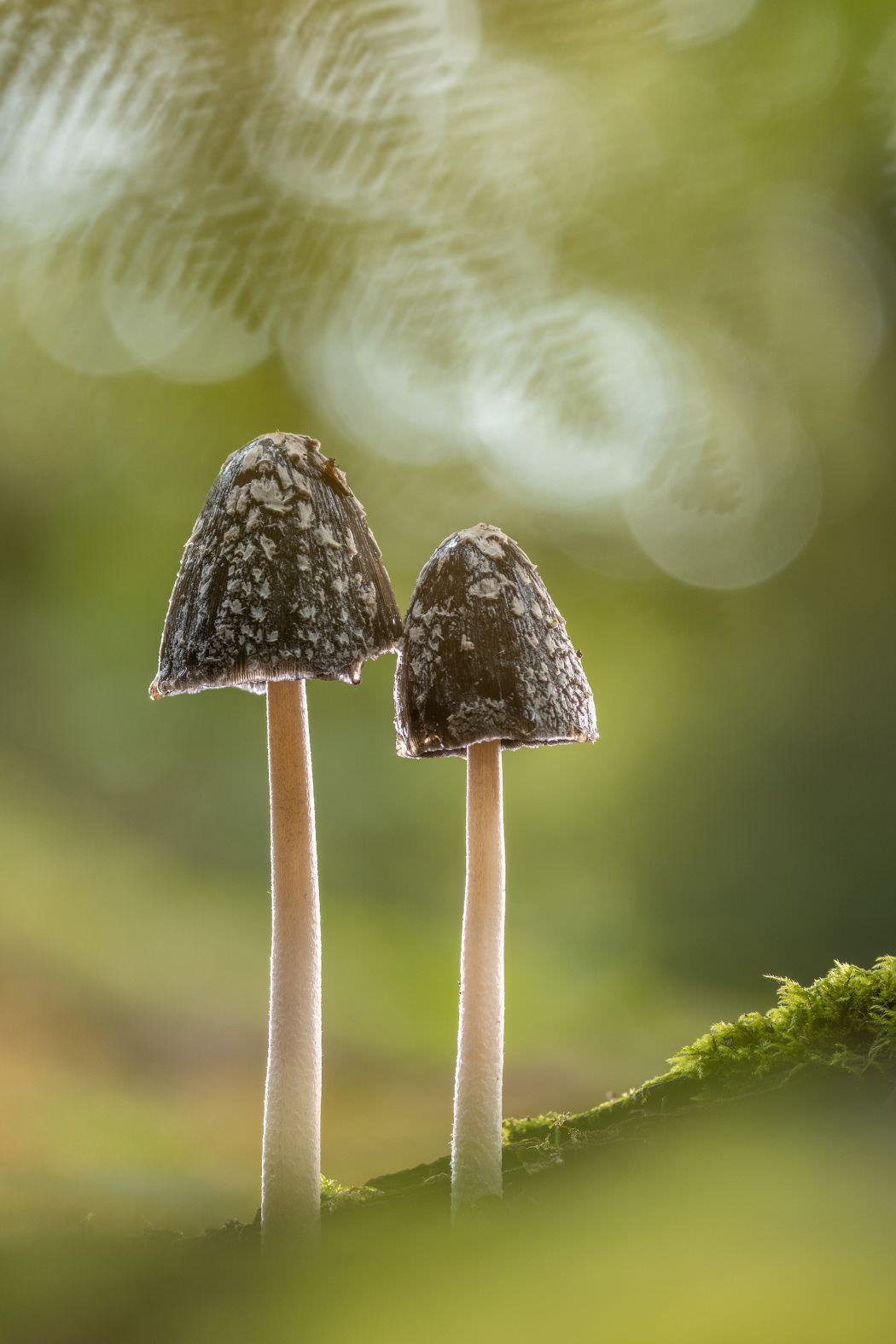 Magpie Inkcap (Coprinopsis picacea), New Forest, Hampshire, England, UK