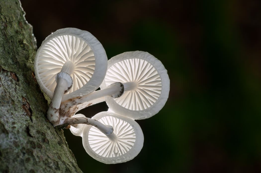 Porcelain Fungus (Oudemansiella mucida), New Forest National Park England