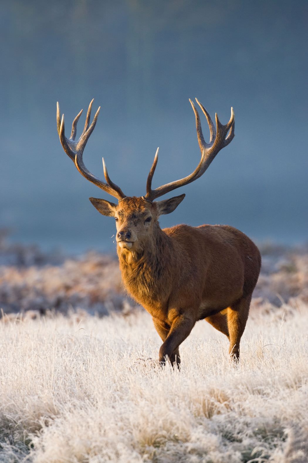 Red deer (cervus elaphus), Bushy Park, Surrey, England