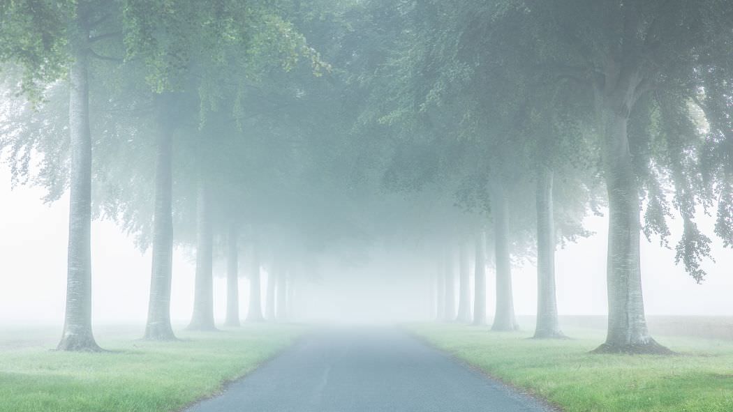 Avenue of beech trees, Dorset, England