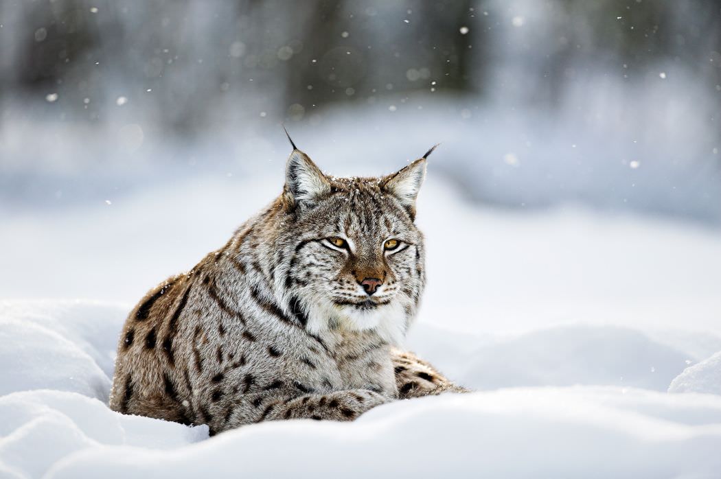 Eurasian Lynx (Lynx Lynx), Finland