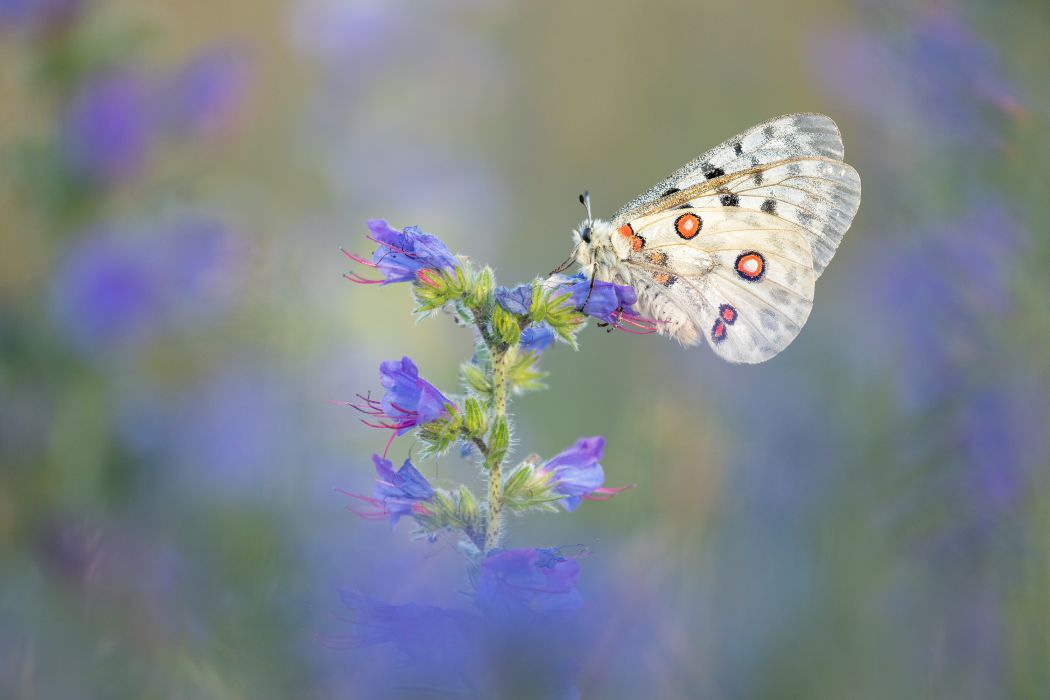 Apollo (Parnassius apollo) on Viper's-bugloss (Echium vulgare), Bulgaria