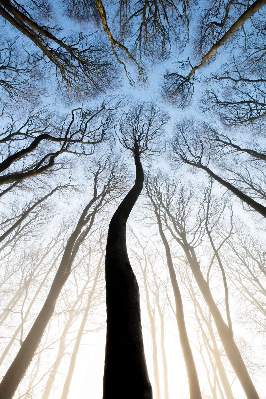 Beech woodland, Cranborne Chase, Dorset, England