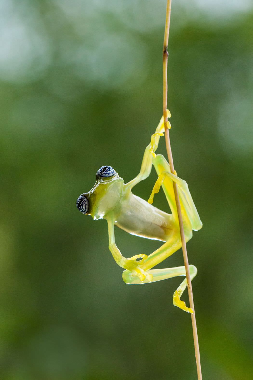 Ghost Glass Frog (Sachatamia ilex), lowland rainforest, Costa Rica