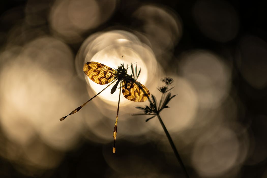 Spoonwing lacewing (Nemoptera sinuata), Bulgaria
