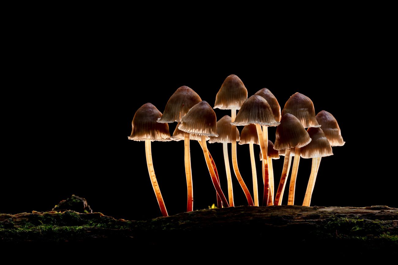 Fungi Photography Workshop with Guy Edwardes