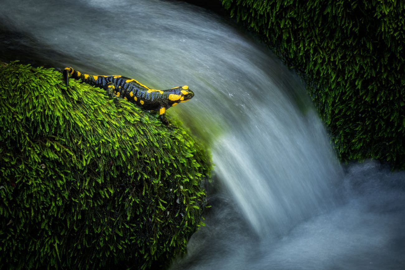 Bulgaria Spring Wildlife Photography Workshop with Guy Edwardes